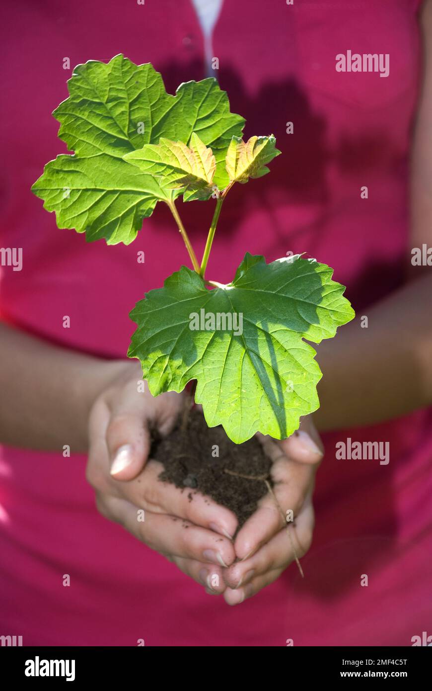 A new green tree in hands Stock Photo - Alamy