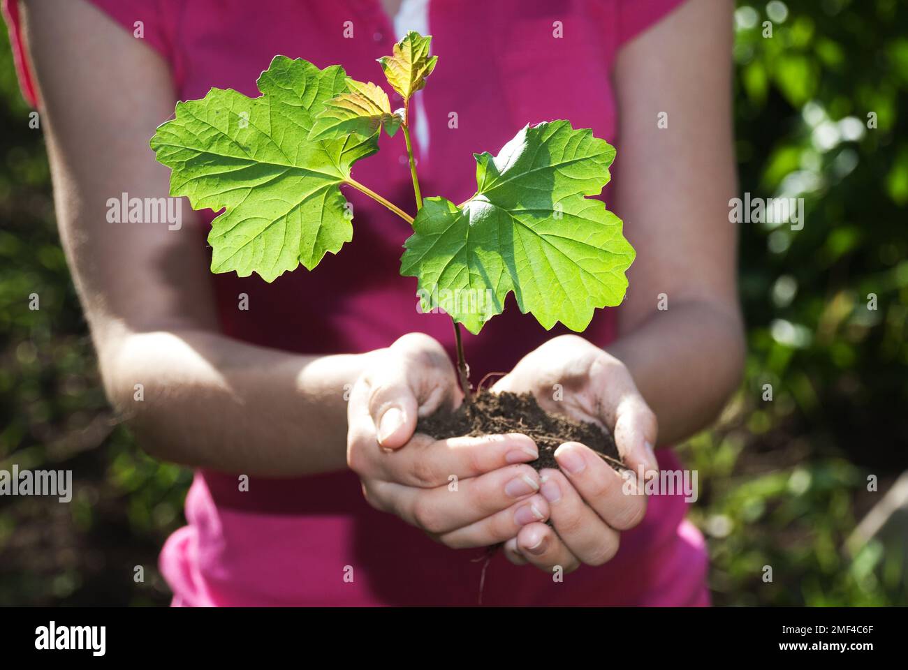 A new green tree life in hands Stock Photo - Alamy