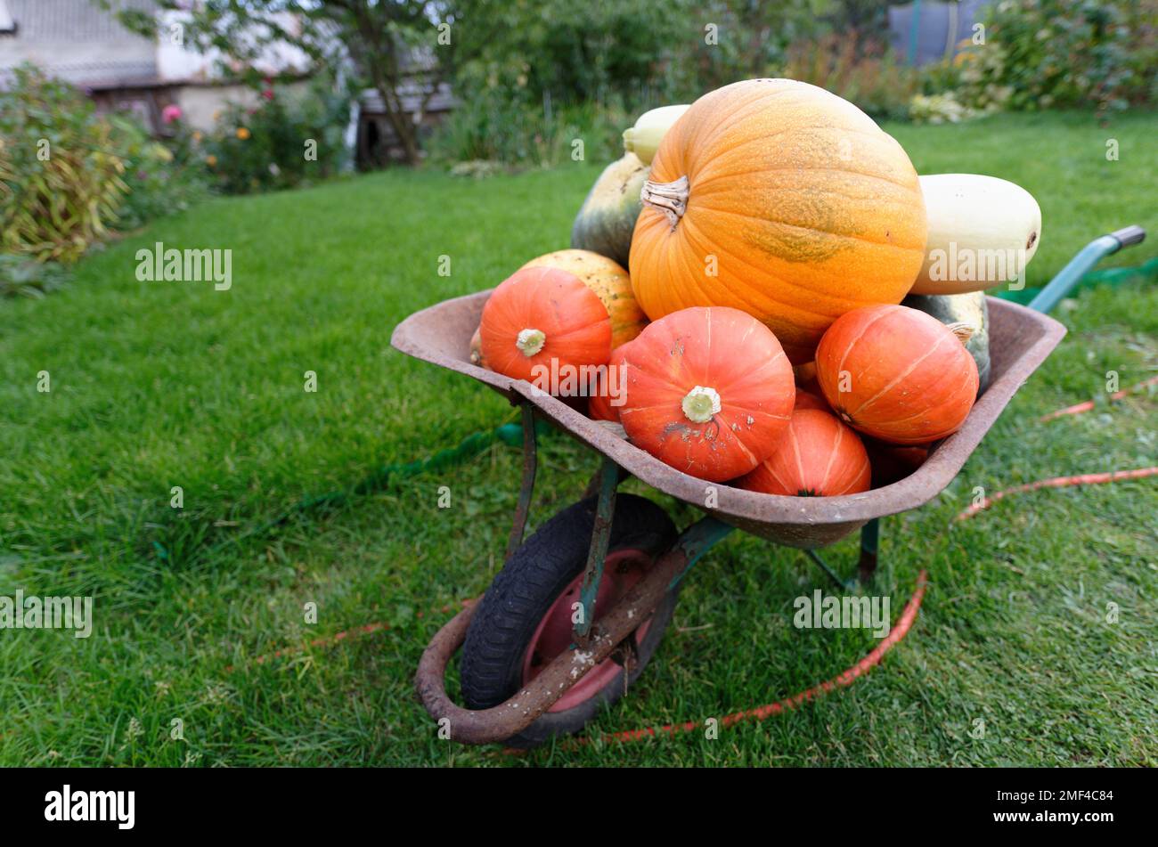 Cart with pumpkin hi-res stock photography and images - Alamy