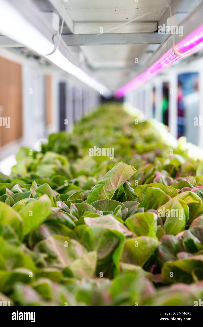 A vertical closeup of herbal plants grown in a greenhouse under led ...