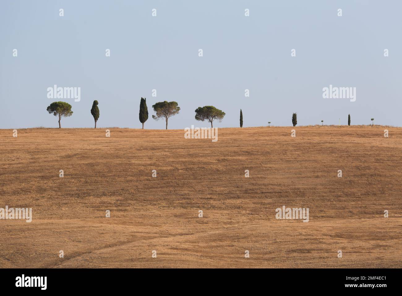 Trees lining the top of the hill in the fall, Val d'Orcia, Tuscany ...