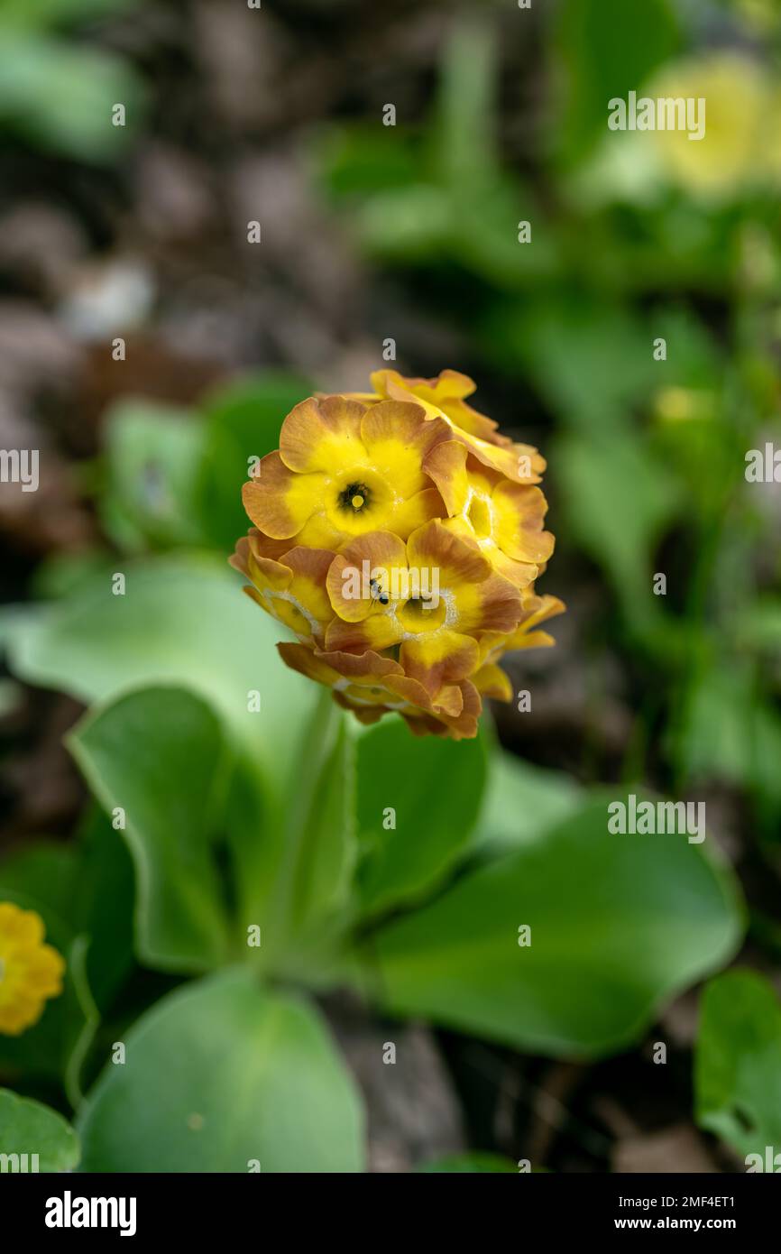 Beautiful red primula primrose hi-res stock photography and images - Alamy