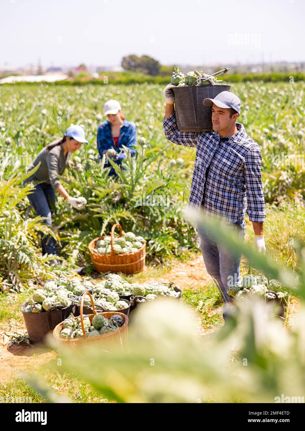 Plantation worker carrying heavy bucket full of artichokes Stock Photo ...