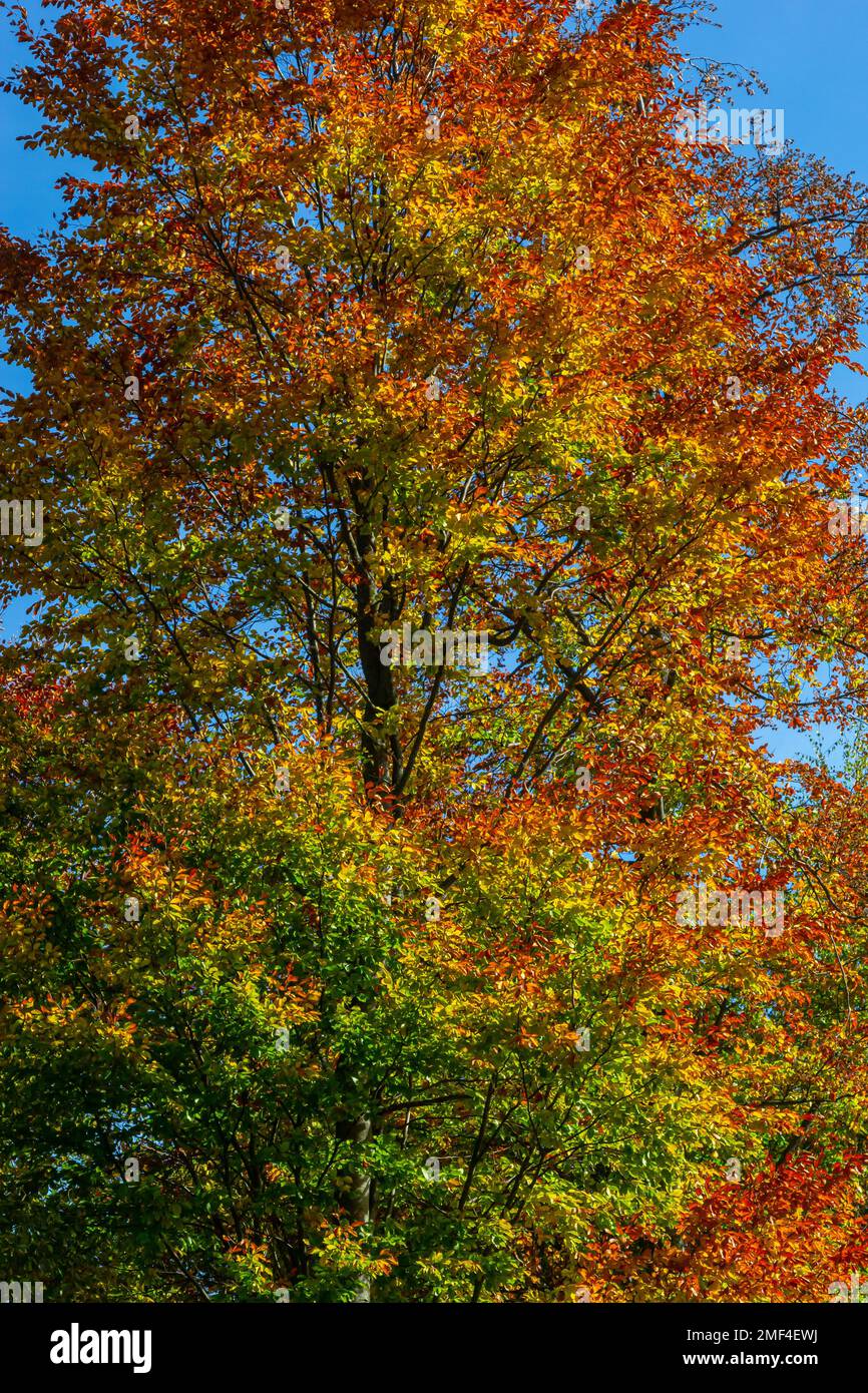 look up at colorful autumn colored tall tree crowns and blue sky ...