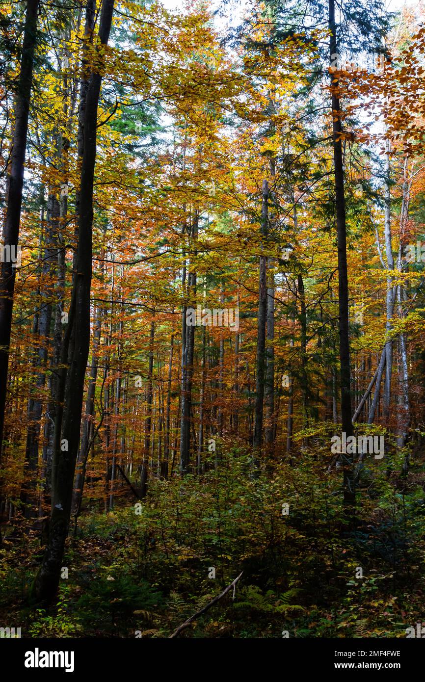 beautiful autumn beech forest. Carpathians in Ukraine. Dovbush rocks ...