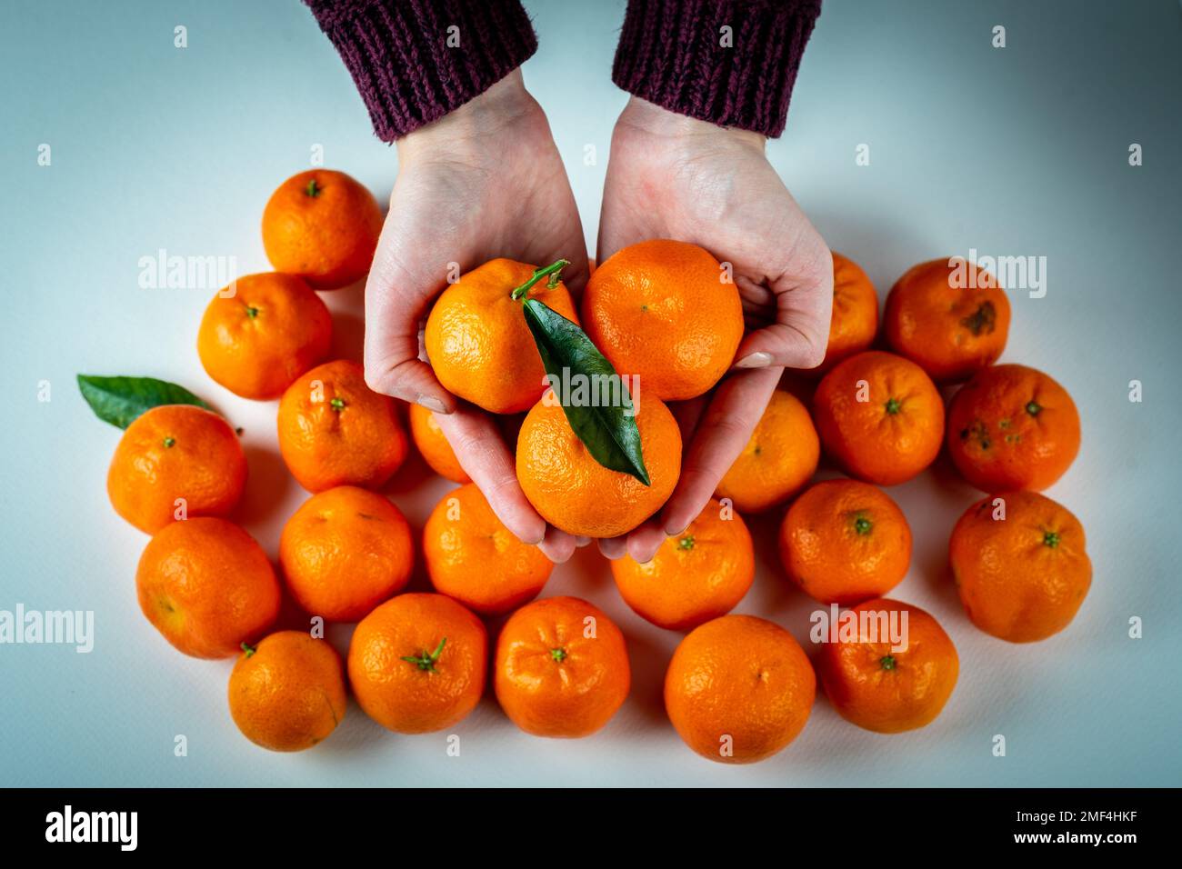 Three mandarins in woman hands. Fruits on white background. Delicious ...