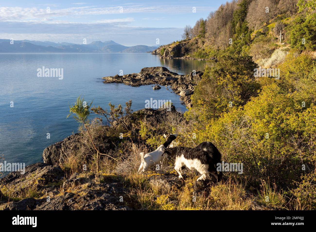 Goat on the rocks at Lago General Carrera in Puerto Rio Tranquilo ...