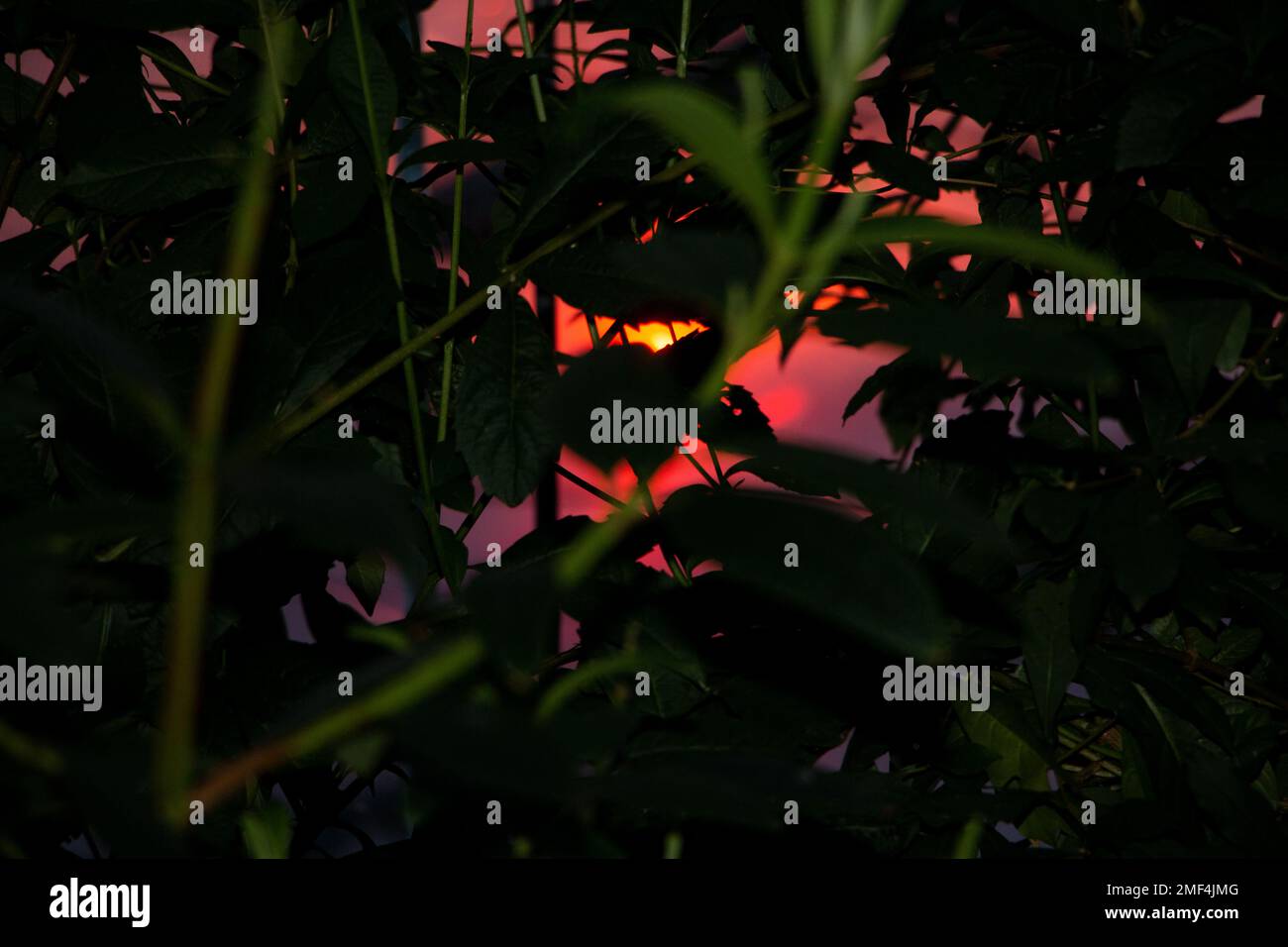 Sunset through leaves at LEAF Winnipeg Stock Photo - Alamy