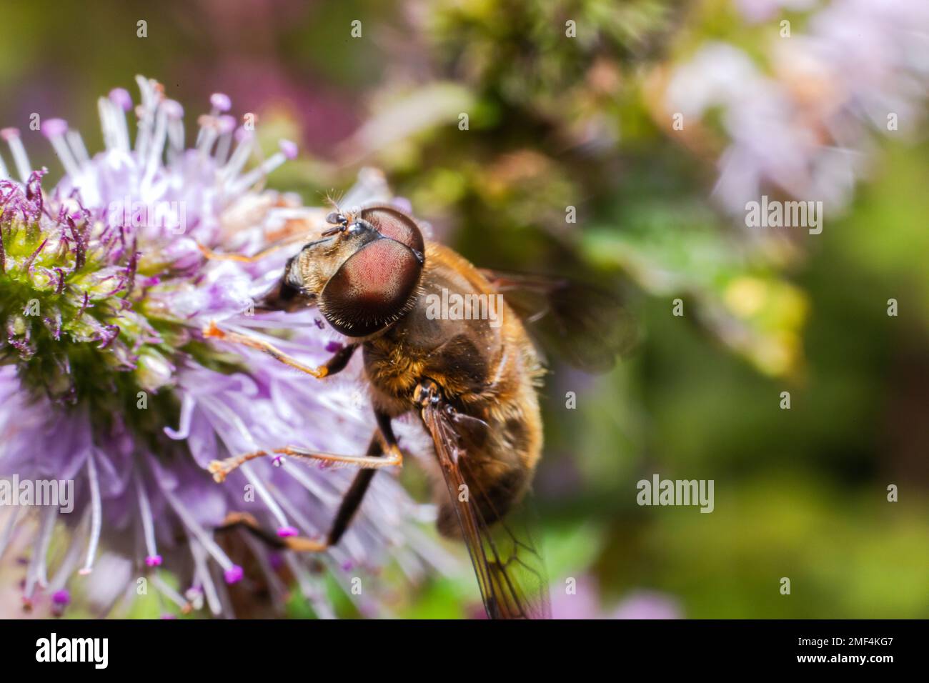 Honey bee covered with yellow pollen drink nectar, pollinating flower ...
