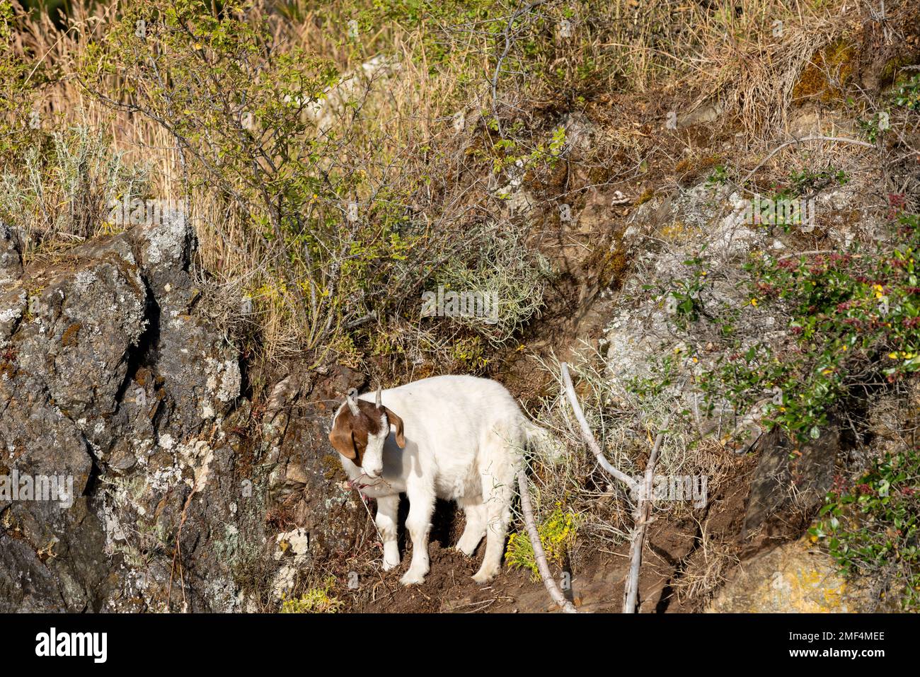 Goat on the rocks at Lago General Carrera in Puerto Rio Tranquilo ...