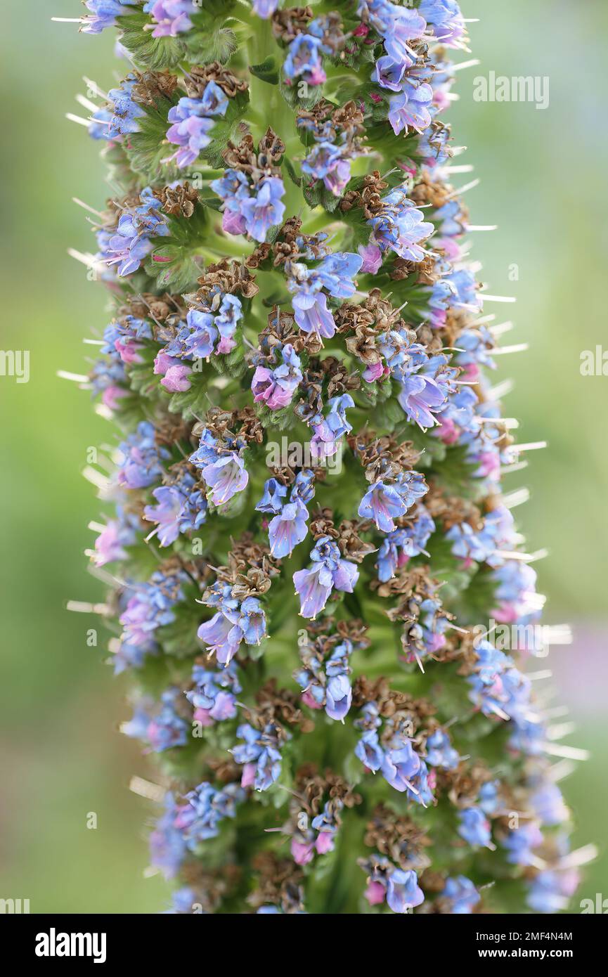 Colorful closeup on the rare light blue flowering biannual Blue Bugloss ...