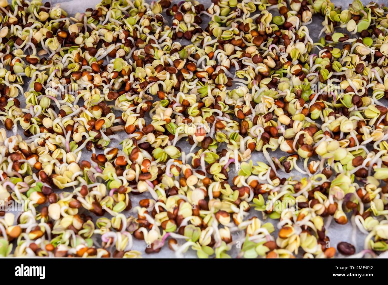 A closeup of plant seed germination background Stock Photo - Alamy
