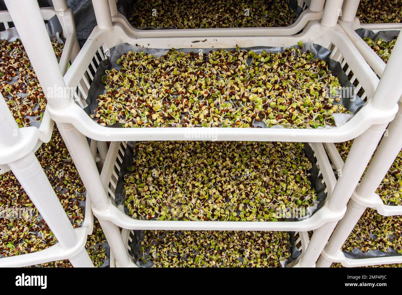 The stacks of plant seeds in germination captured in a greenhouse Stock ...