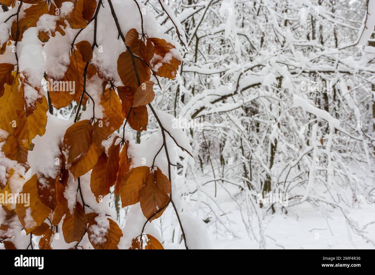 Dry leaves on branches of hornbeam during winter snowfall Stock Photo ...