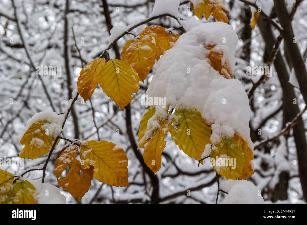 Dry leaves on branches of hornbeam during winter snowfall Stock Photo ...