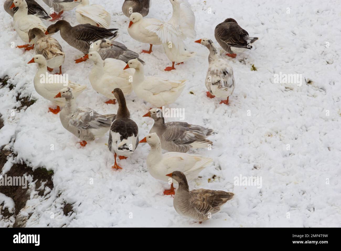 Domestic geese walk in the snow in the countryside Stock Photo - Alamy