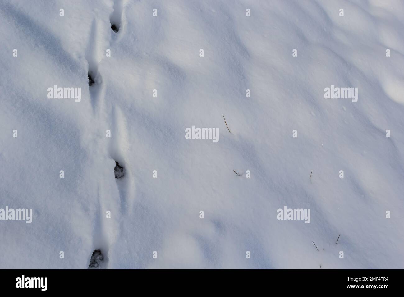 animal tracks in the snow,hare tracks in winter in the snow Stock Photo ...