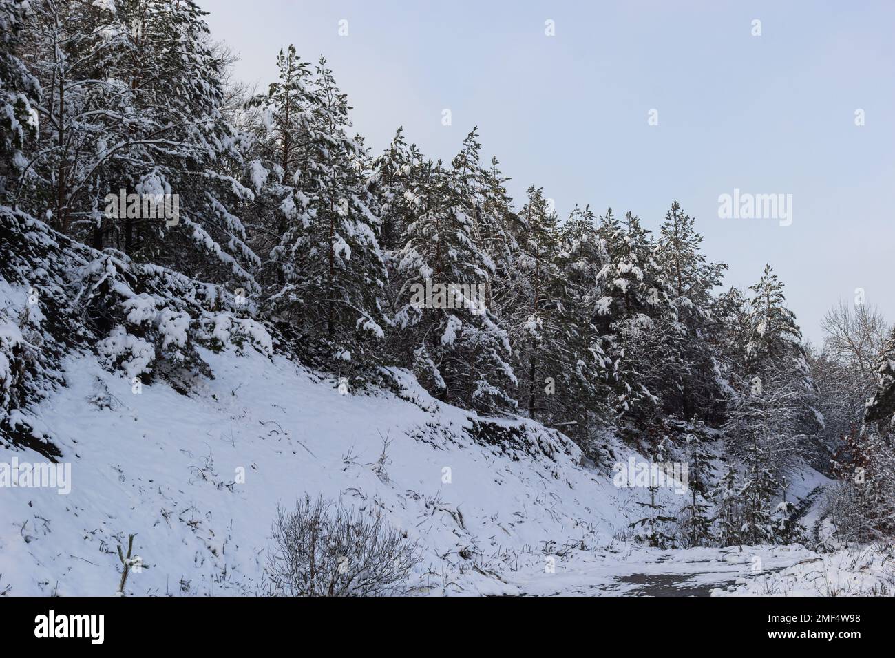 Landscape of a winter snowy forest. Pines, spruces, larches, conifers ...