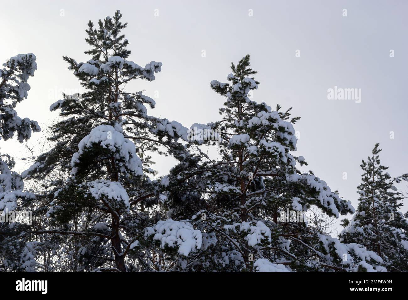 Landscape of a winter snowy forest. Pines, spruces, larches, conifers ...