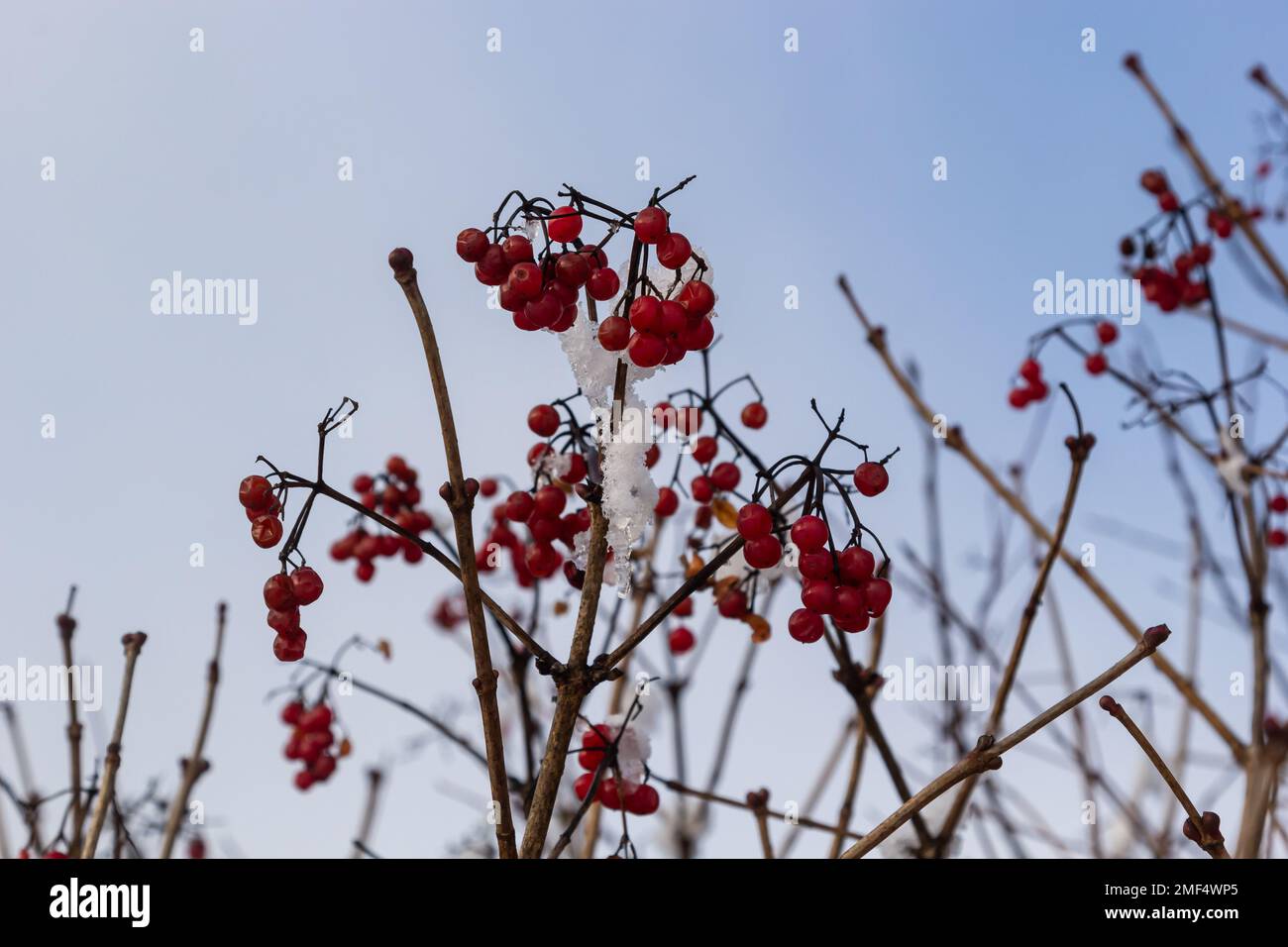 Snow-covered red viburnum berries on useful for the body on a frosty ...