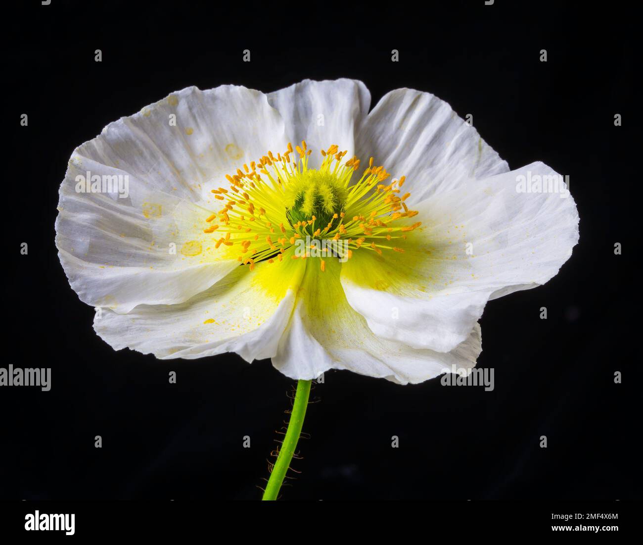 Close up white poppies hi-res stock photography and images - Alamy