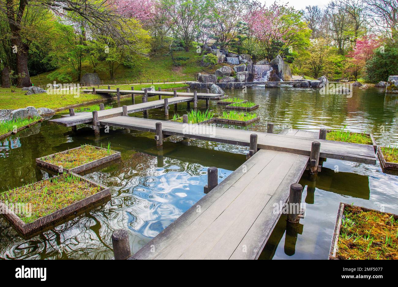 Zigzag wooden bridge and waterfalls in distance and cherry blossoms in ...
