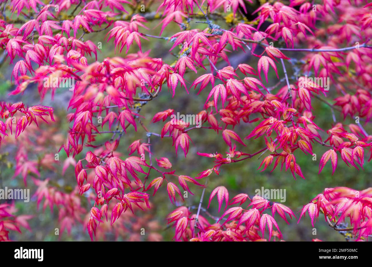 Fantastic redleaf Japanese maple: red leaves in Hasselt's Japanese ...