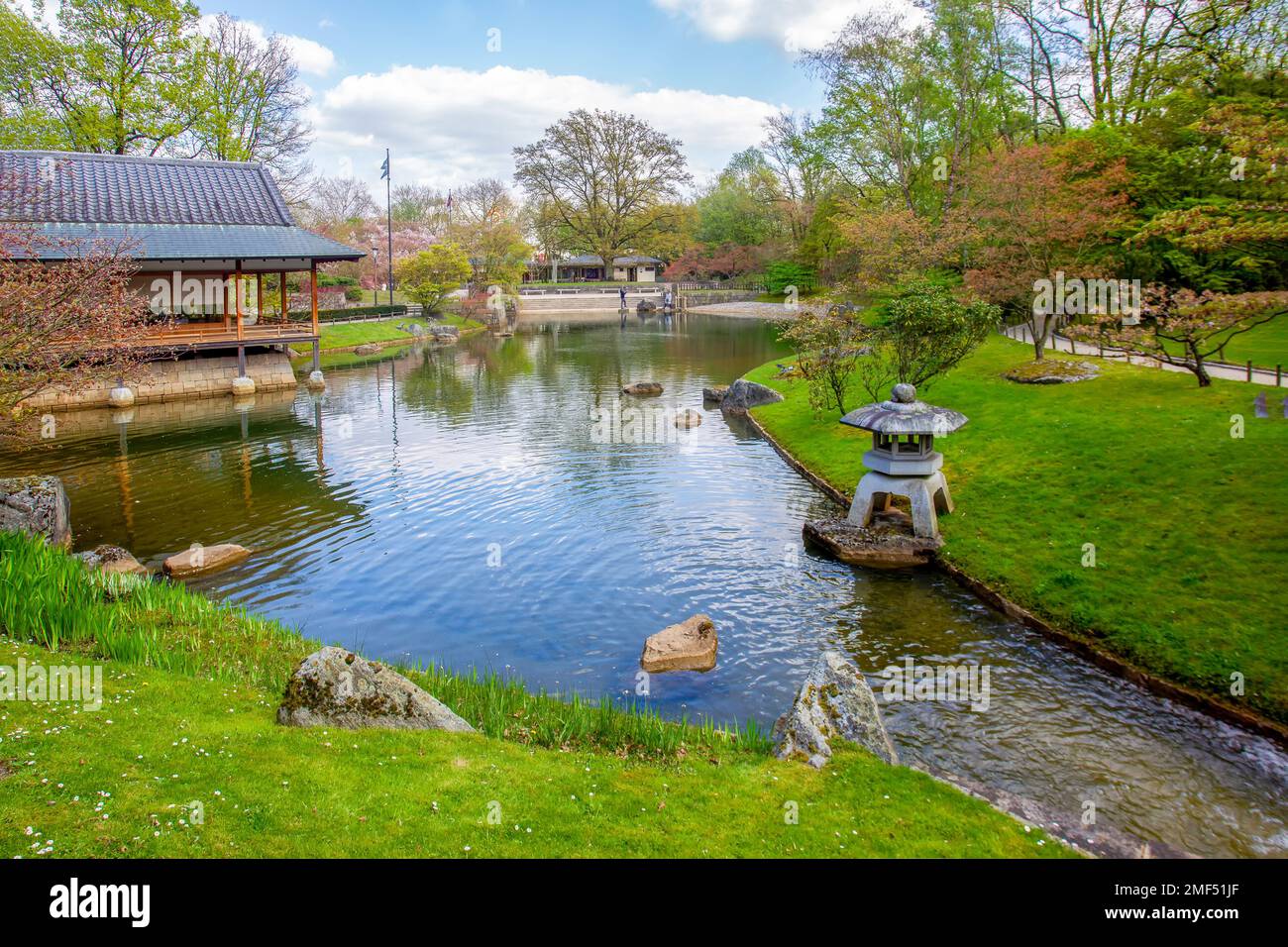 View of a Japanese maple tree with red leaves and garden paths on a ...
