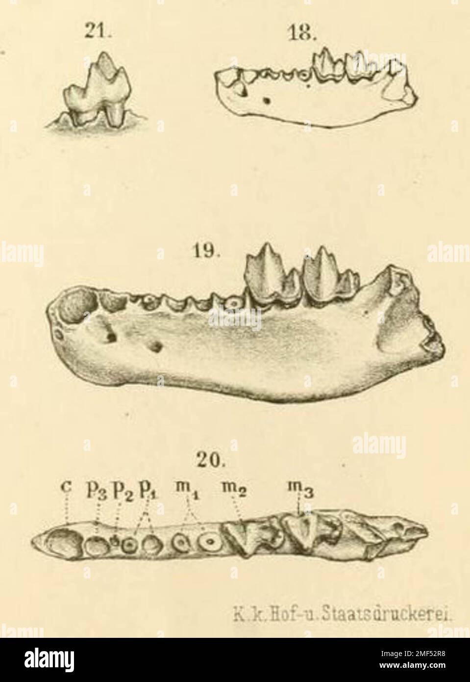 Scientific illustration of the jaw bone of an extinct and fossilized ...