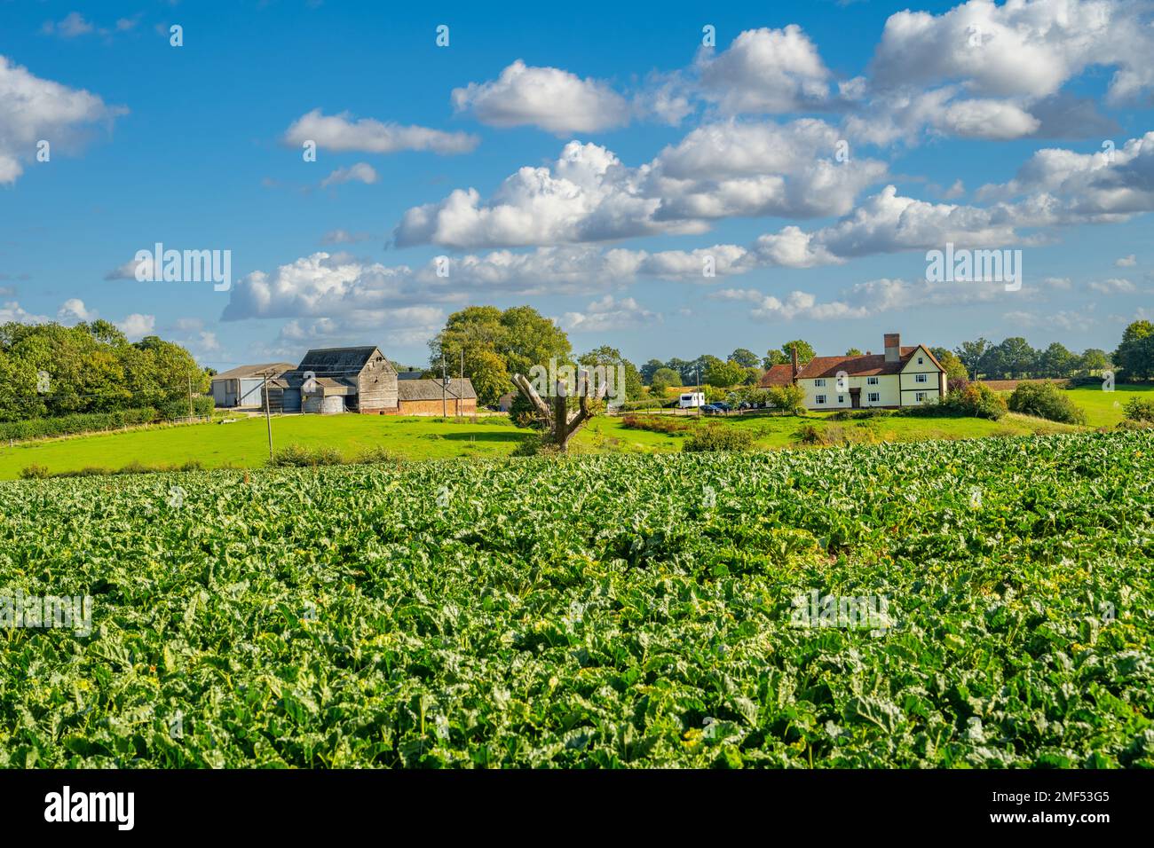 Castle hedingham village essex hi-res stock photography and images - Alamy