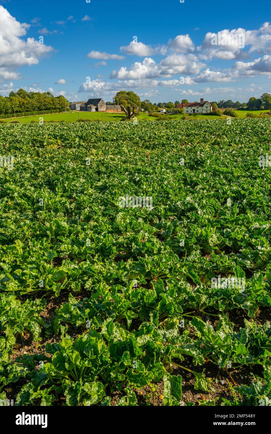 Farmland to the west of Castle Heddingha, Halstead, Essex Stock Photo ...
