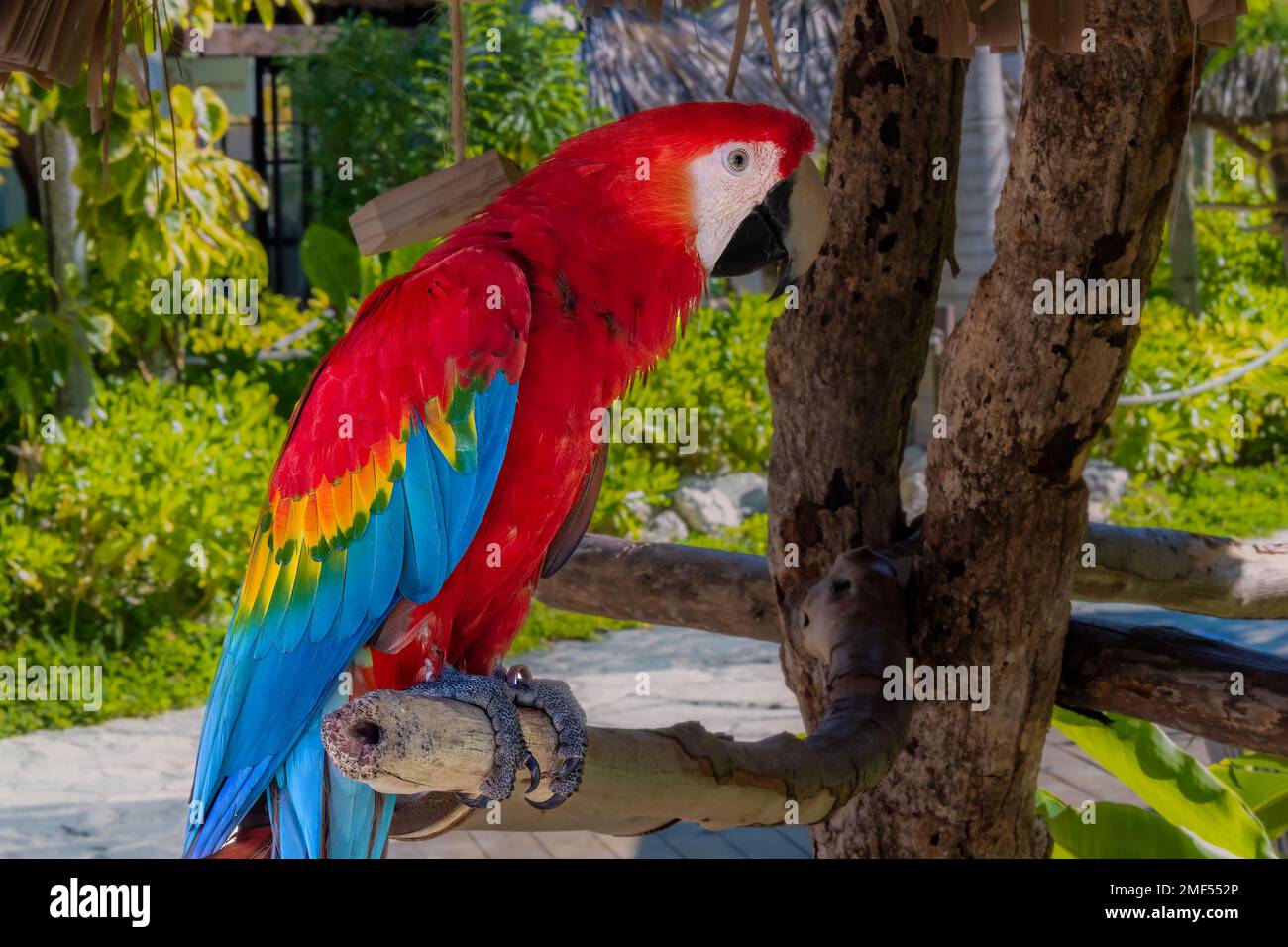 Dominican republic bird hi-res stock photography and images - Alamy