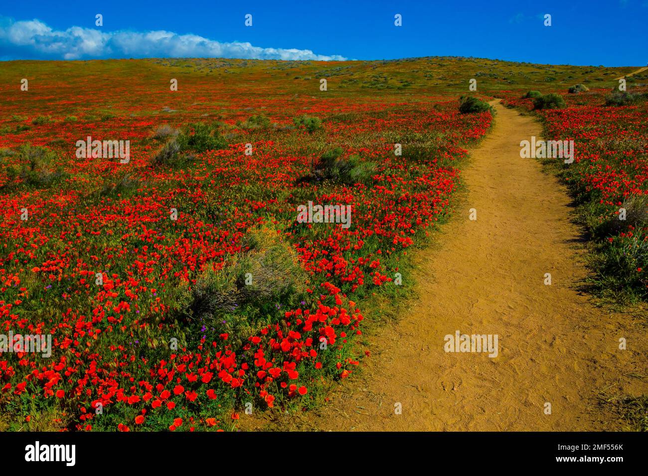 Trail Through The Poppy Fields Stock Photo - Alamy