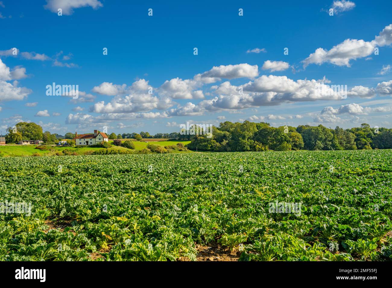 Farmland to the west of Castle Heddingha, Halstead, Essex Stock Photo ...
