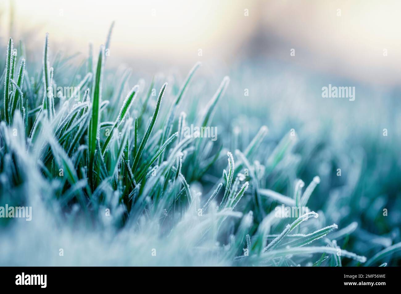 Young shoots of wheat affected by frost. The influence of weather ...