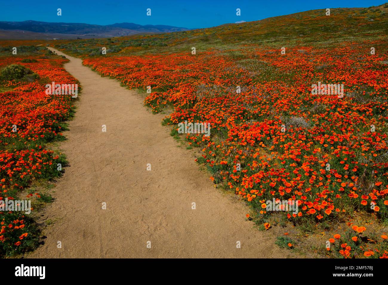 Poppy Field Trail Stock Photo - Alamy
