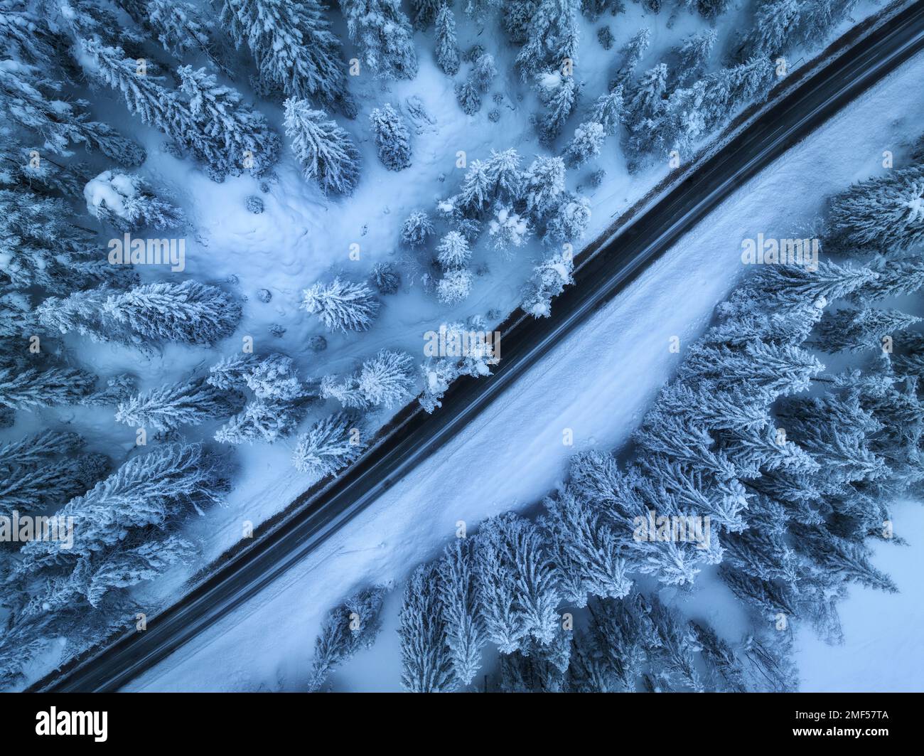 Aerial pine forest hi-res stock photography and images - Alamy
