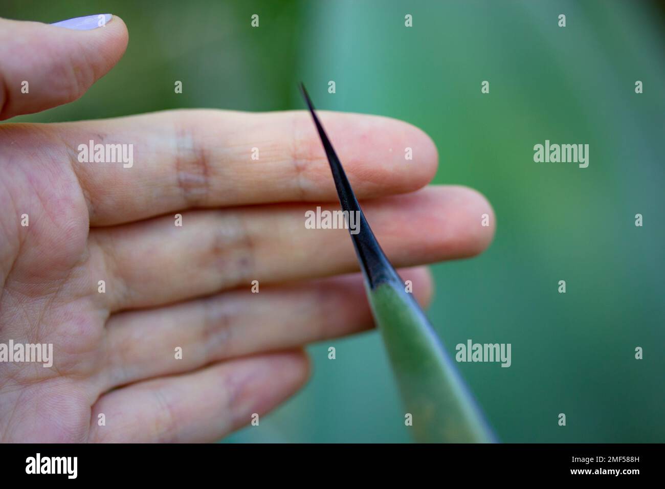 A huge long black sharp prickly thorn of Agave fernandi regis in a ...