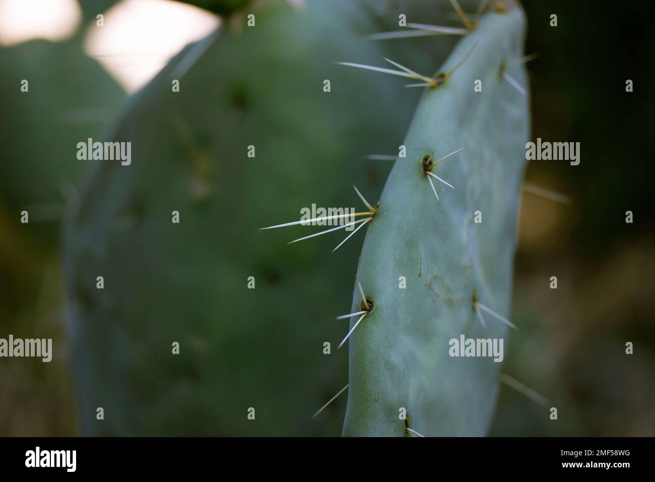 Ripe wild prickly pear cactus with a young nopal sprouting and sharp ...