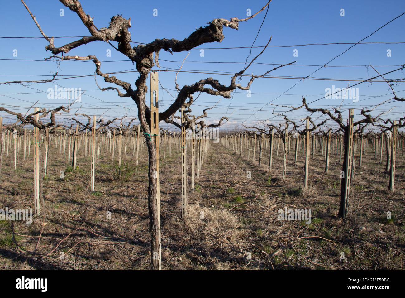 Image of a vineyard after pruning Stock Photo - Alamy