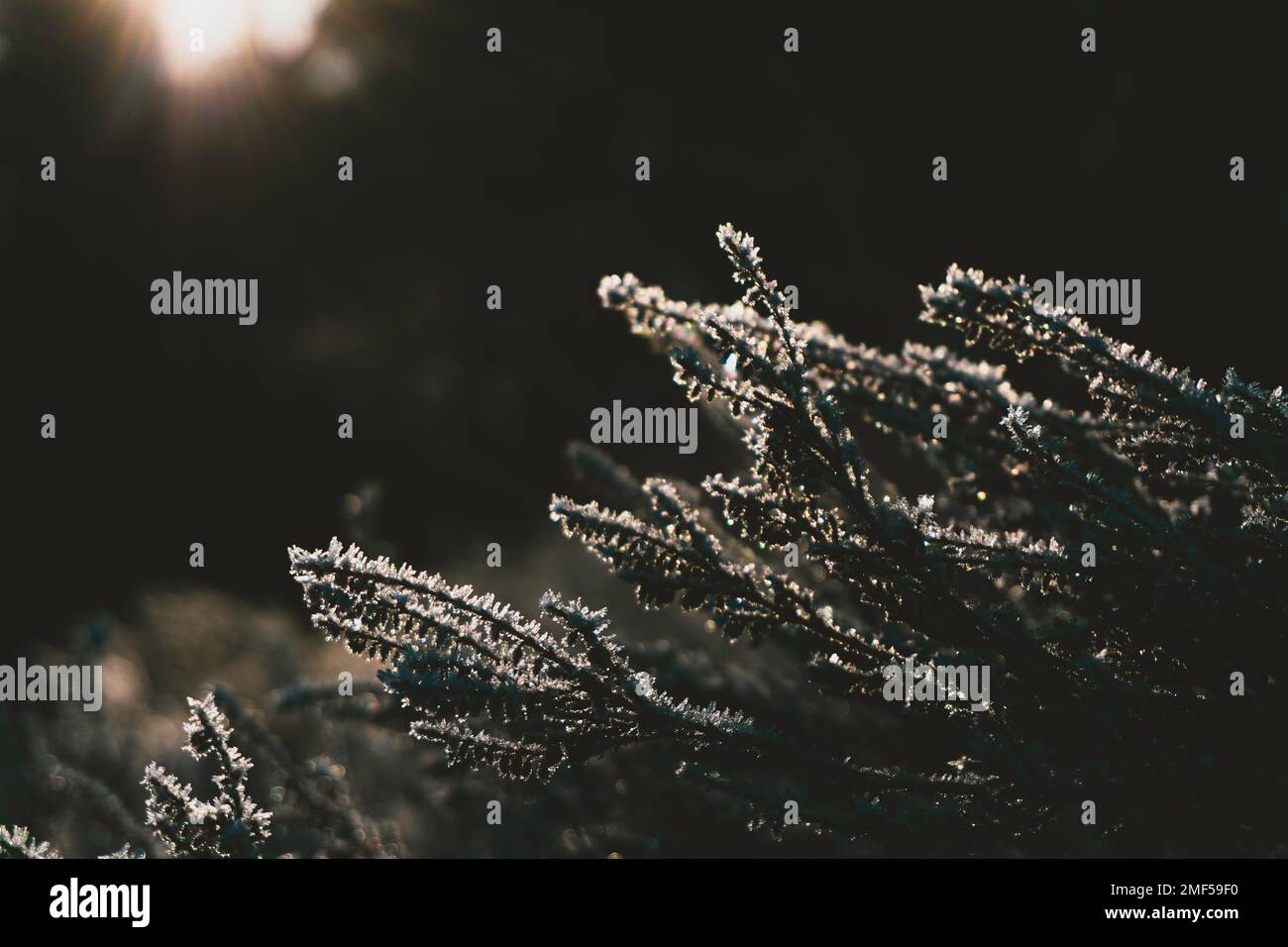 Cold sunny forest Stock Photo - Alamy