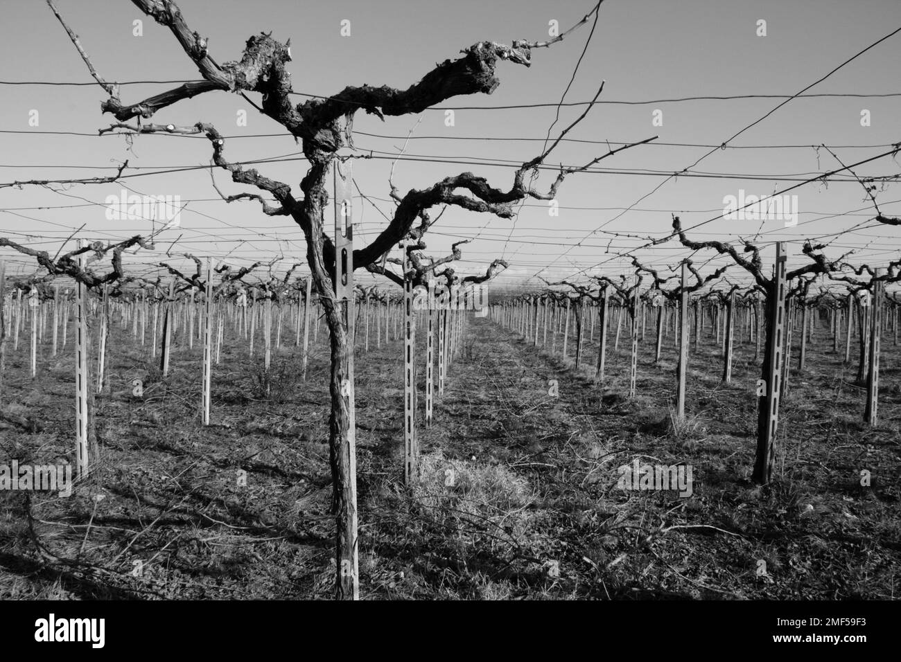 Image of a vineyard after pruning Stock Photo - Alamy