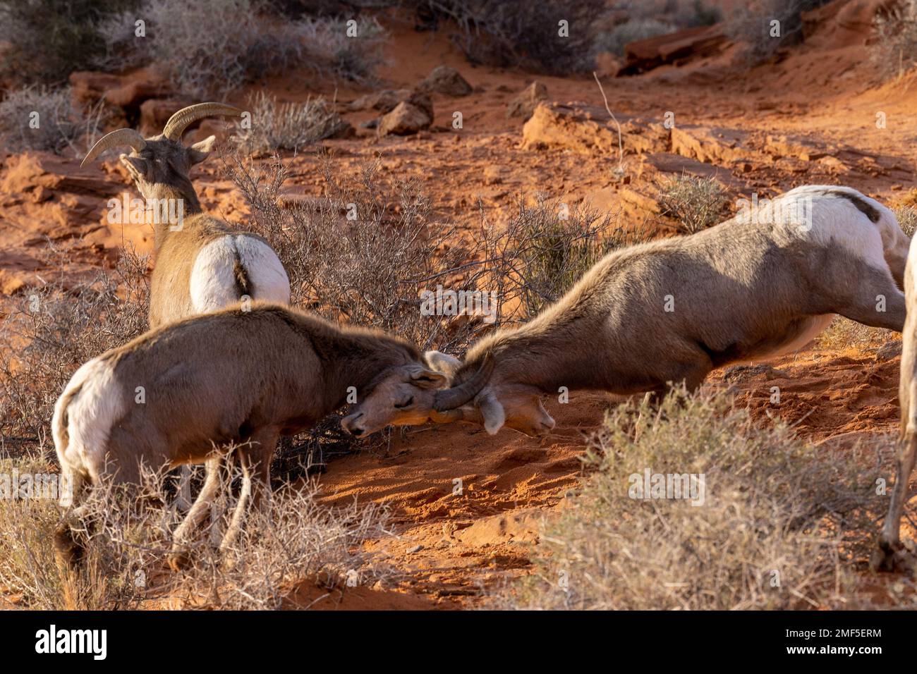 Desert Bighorn Sheep Fighting
