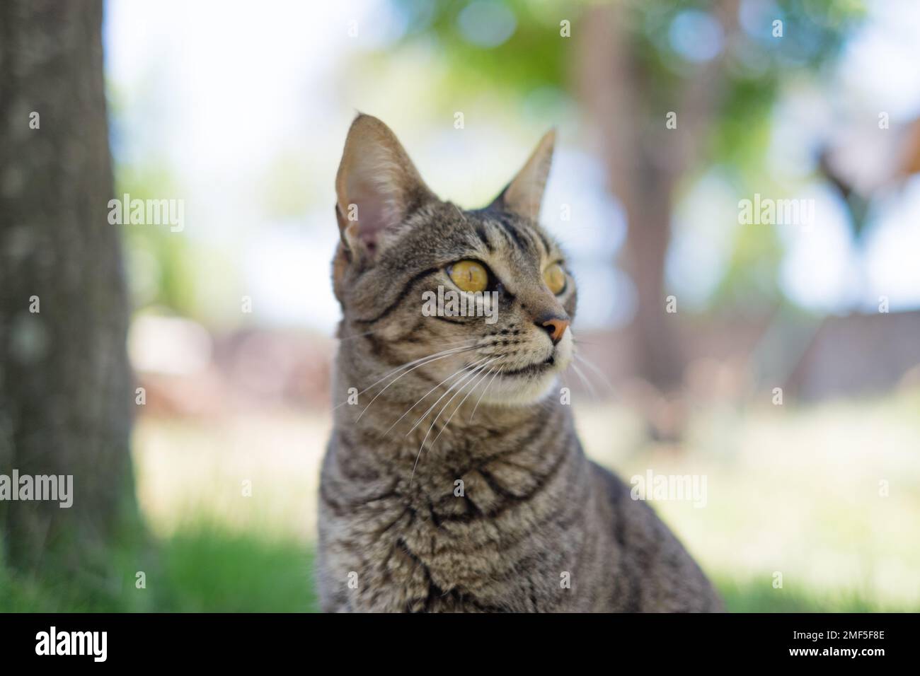 Small black and gray cat standing under the shade of a tree in a garden ...