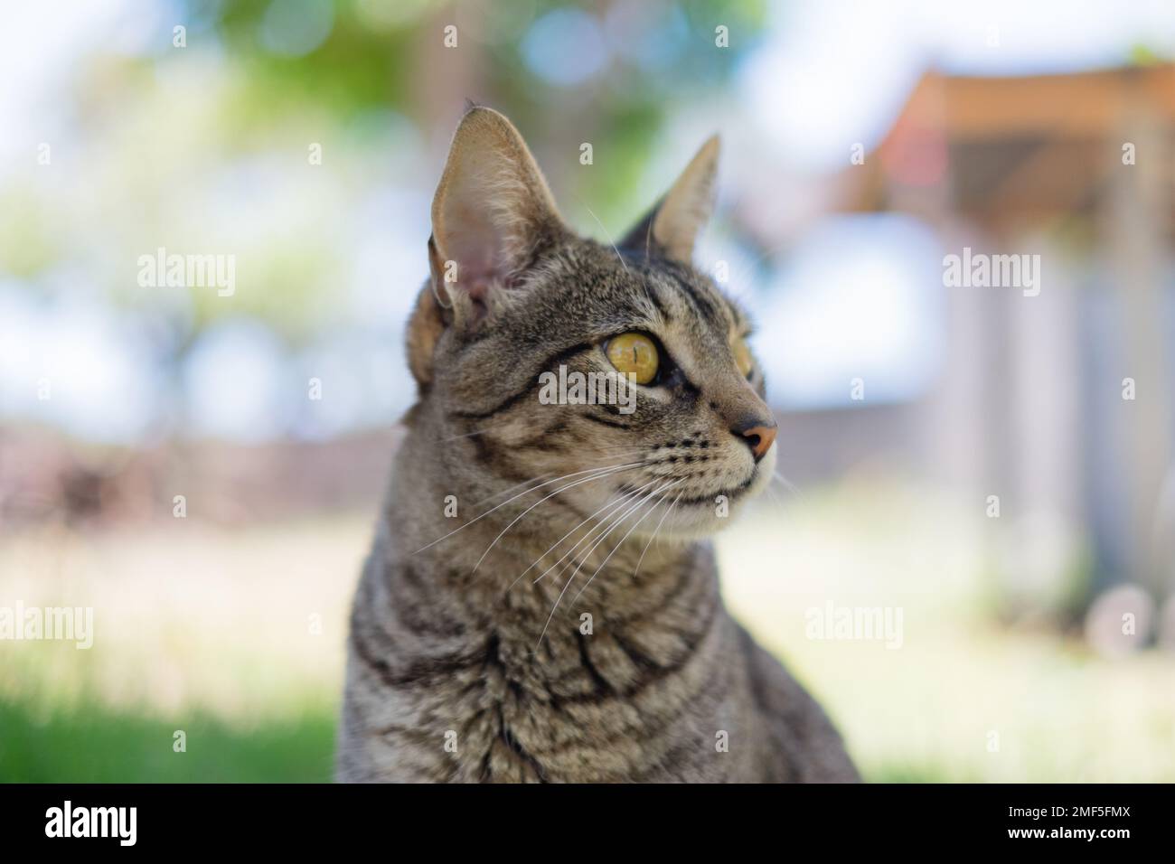 Small black and gray cat standing under the shade of a tree in a garden ...