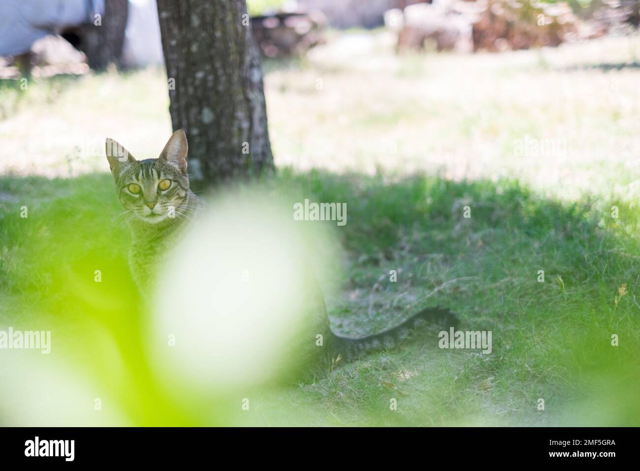 Small black and gray cat standing under the shade of a tree in a garden ...