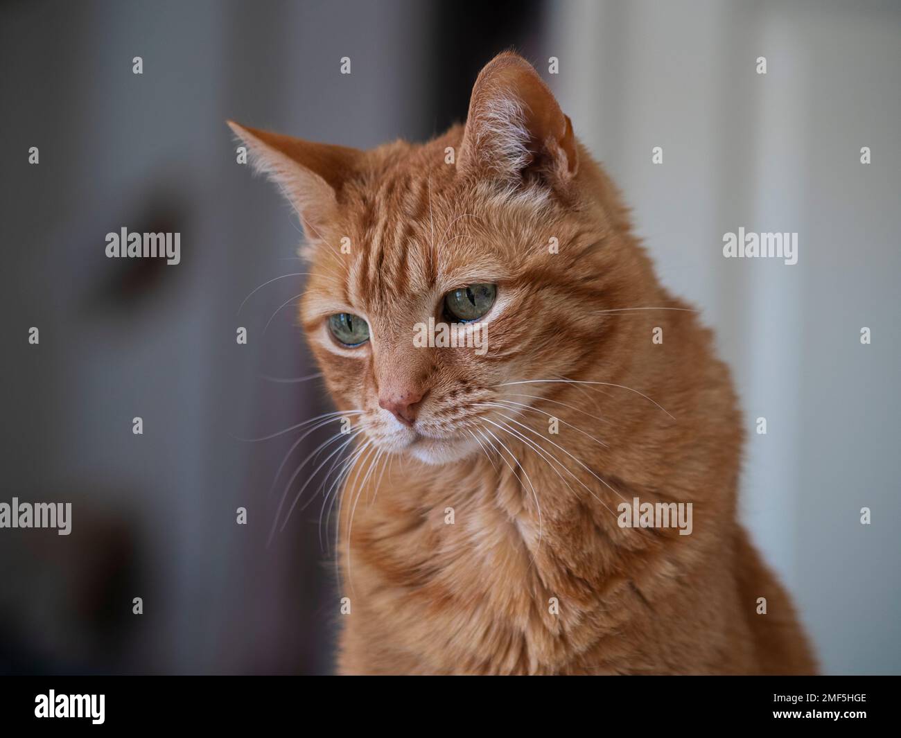 Domestic orange tabby cat hi-res stock photography and images - Alamy