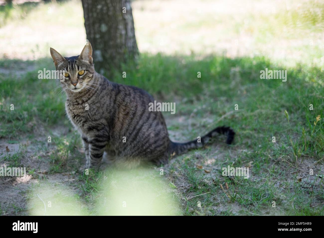 Small black and gray cat standing under the shade of a tree in a garden ...