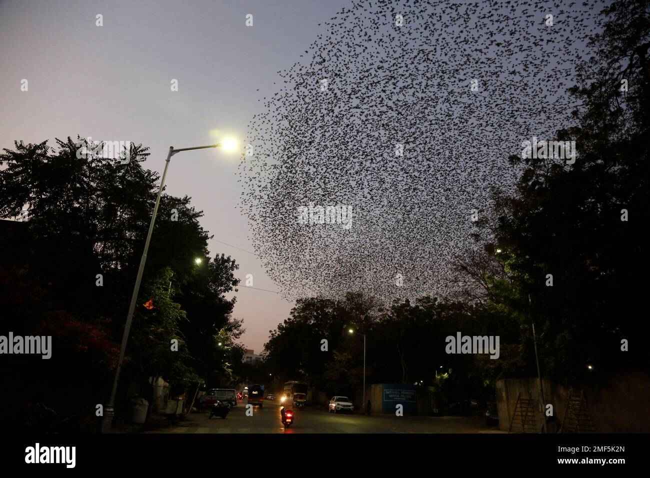 Motorists ride past as birds murmurate at dusk in Ahmedabad, India ...