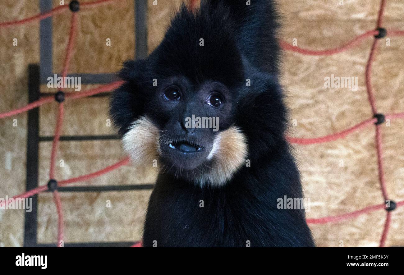 A gibbon looks on inside his enclosure at the zoo in Sarajevo, Bosnia ...